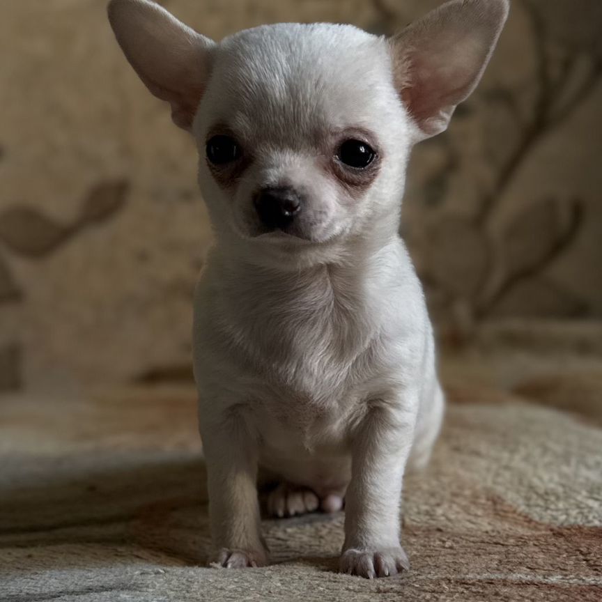 Чихуахуа, щенок