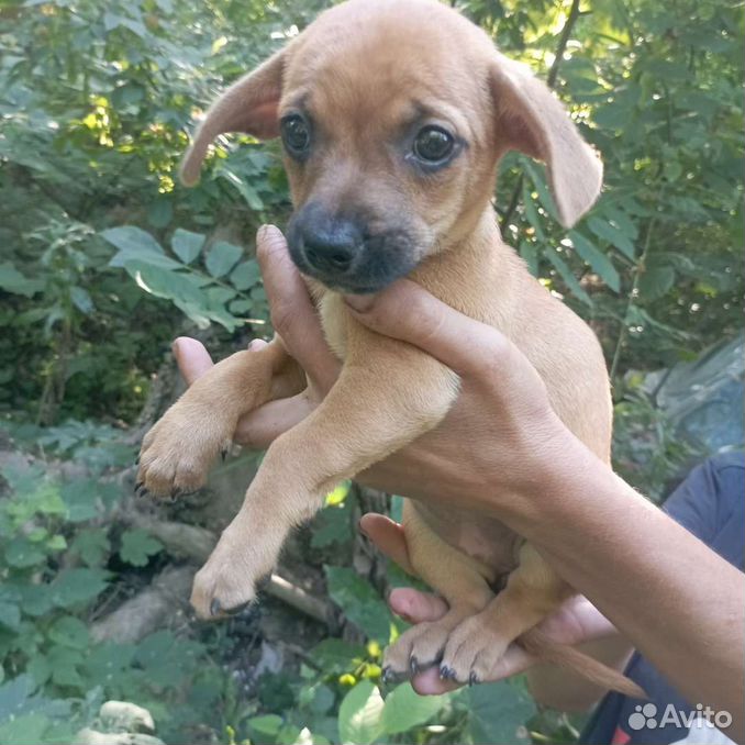 Девочка крошка ищет дом