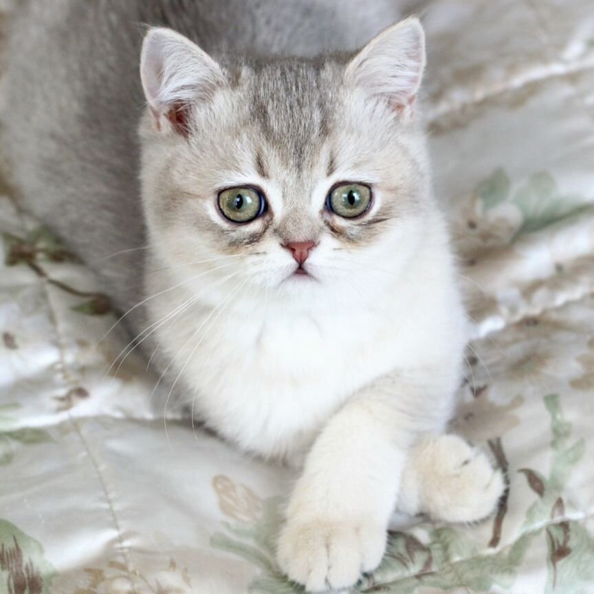 Британский короткошёрстный котёнок