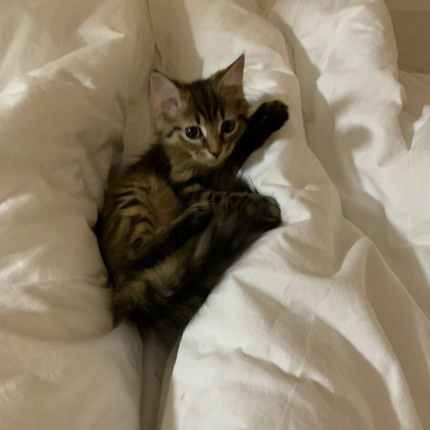 Котята подростки