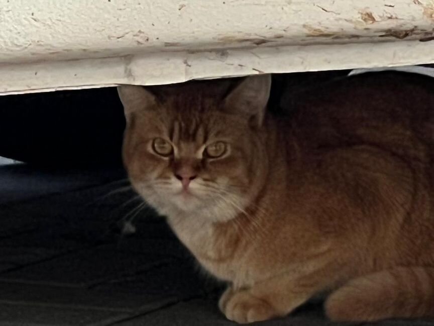 Найден рыжий кот