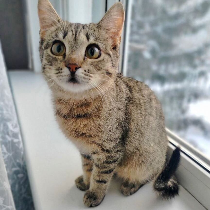 Котёнок в добрые руки