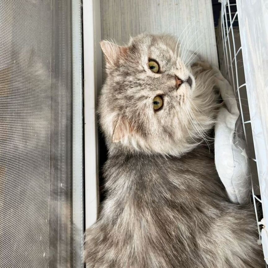 Котик милый Харитон