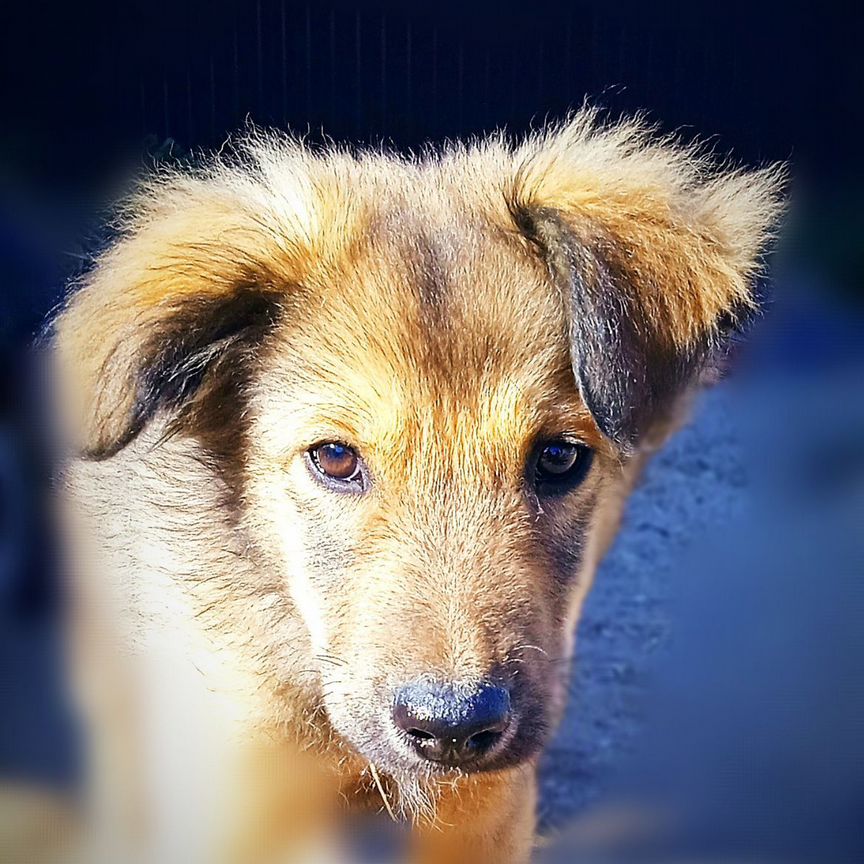 Щенок в поисках дома