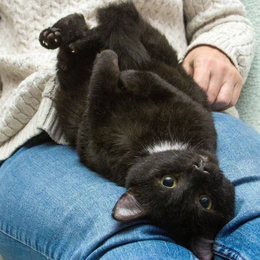 Котёнок в добрые руки