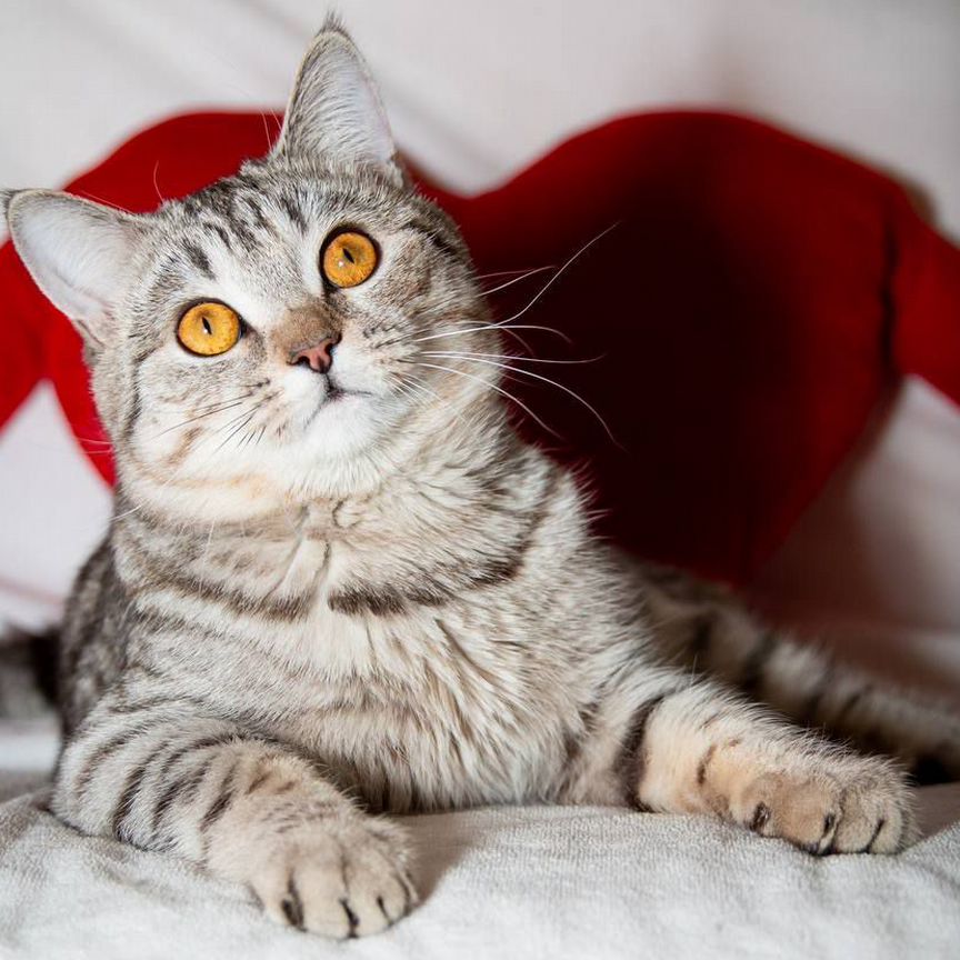 Ищу дом красивому котику
