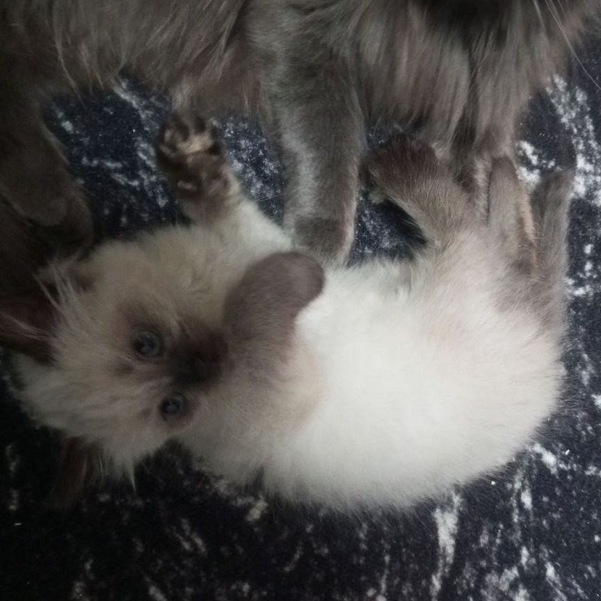 Ориентальный котёнок