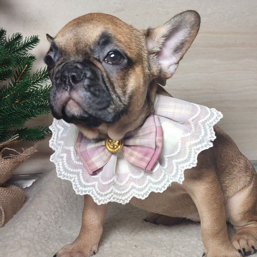 Французский бульдог, щенок