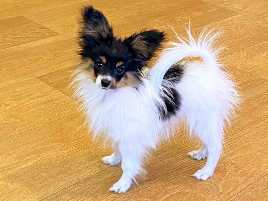 Продаётся очень красивый Папийон