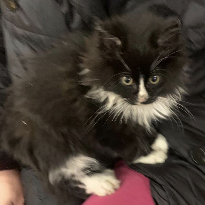 Котёнок в добрые руки