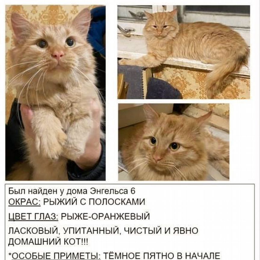 Найден рыжий кот