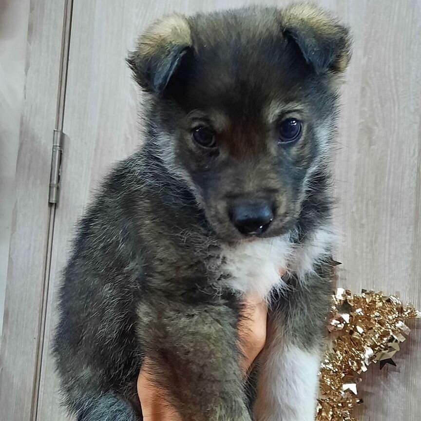 Щенок в добрые руки