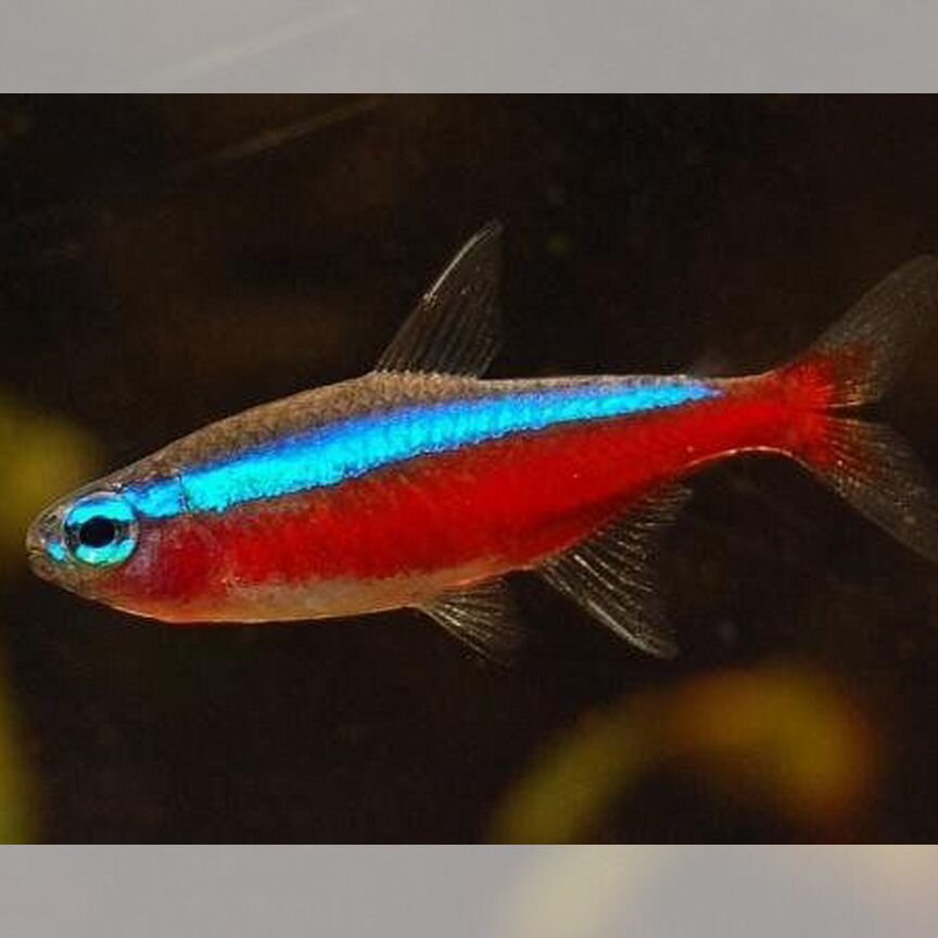 Красный неон neon red