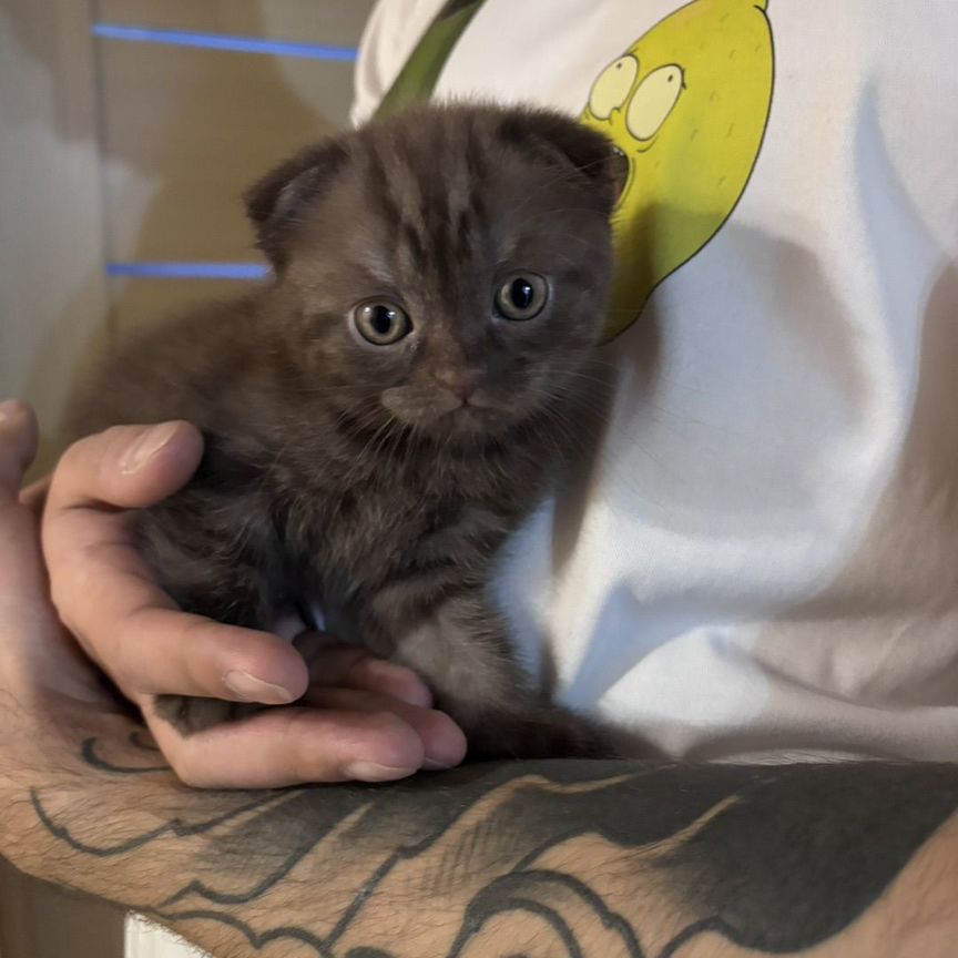 Шотландский вислоухий длинношёрстный котёнок