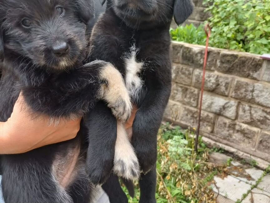 Собака в добрые руки щенок