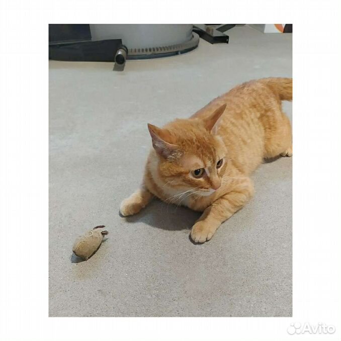 Котенок мальчик 7 месяцев рыжий