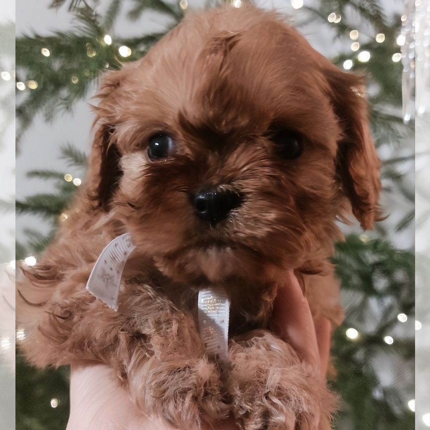 Кавапу, щенок