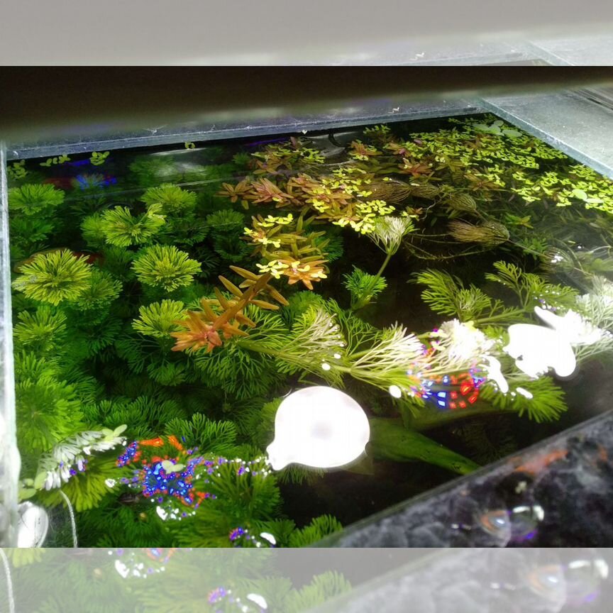 Аквариумные растения, грунт