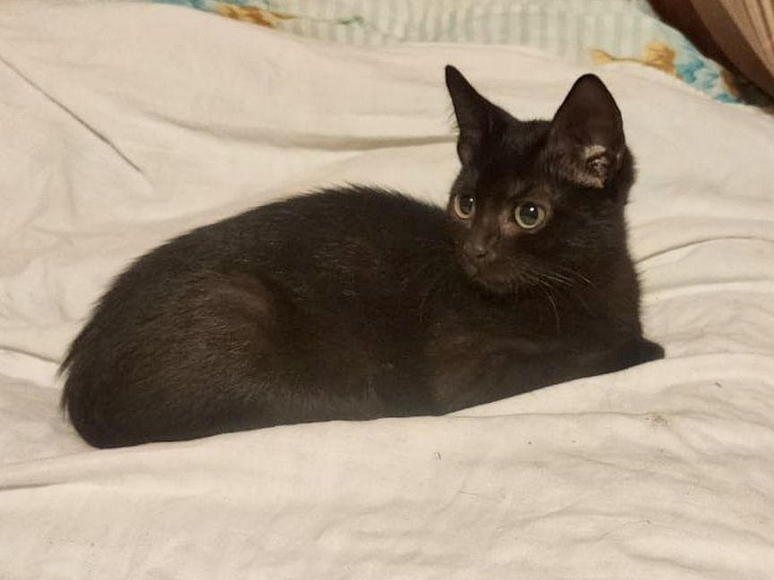 Котенок мальчик в дар бесплатно