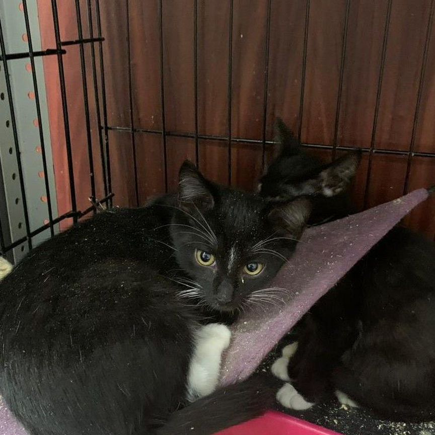 Котята в клетке сидят два месяца нужен дом