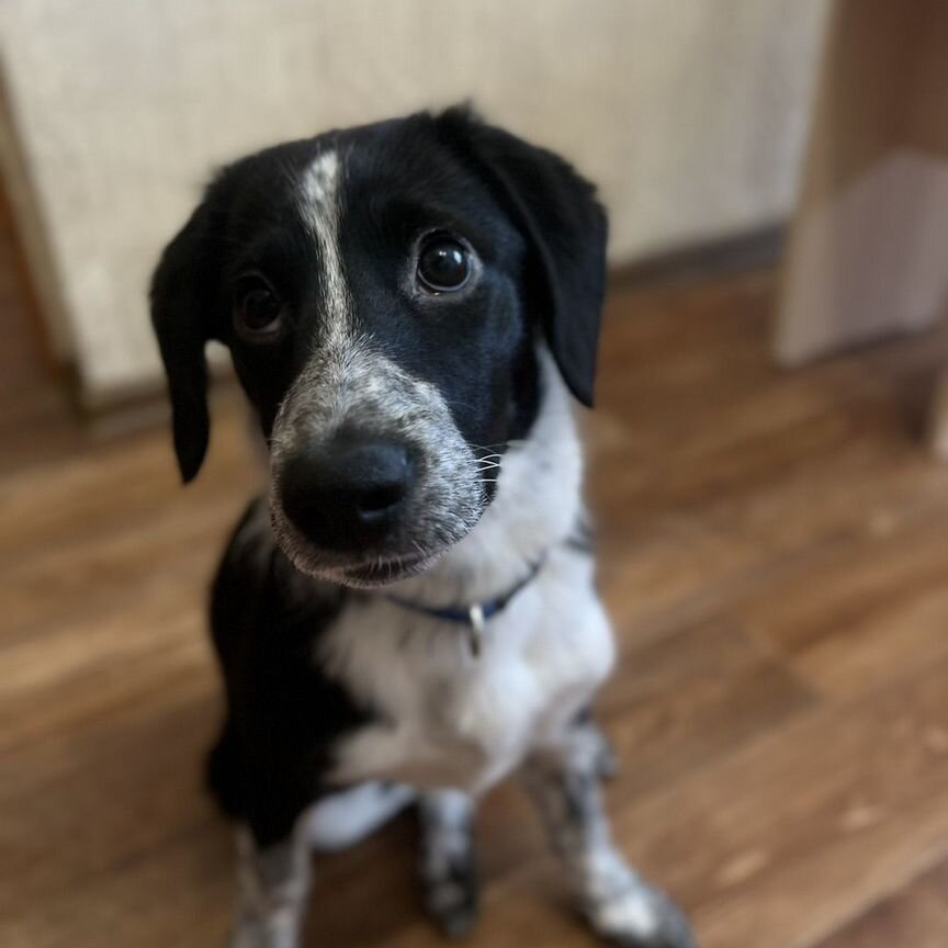 Собака в добрые руки