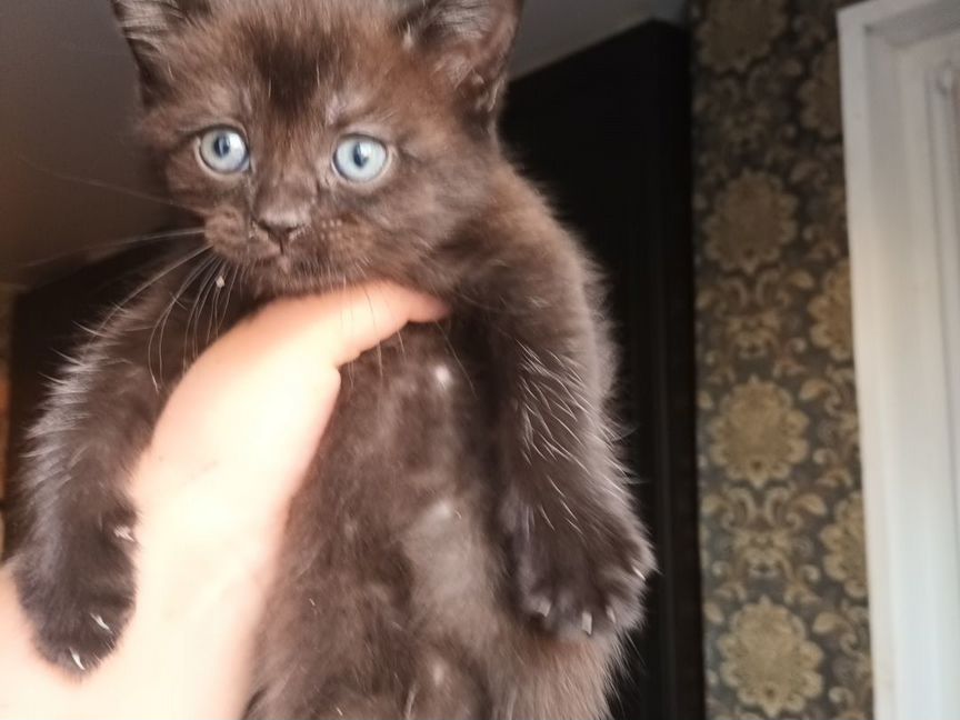 Шотландский котенок скоттиш-страйт