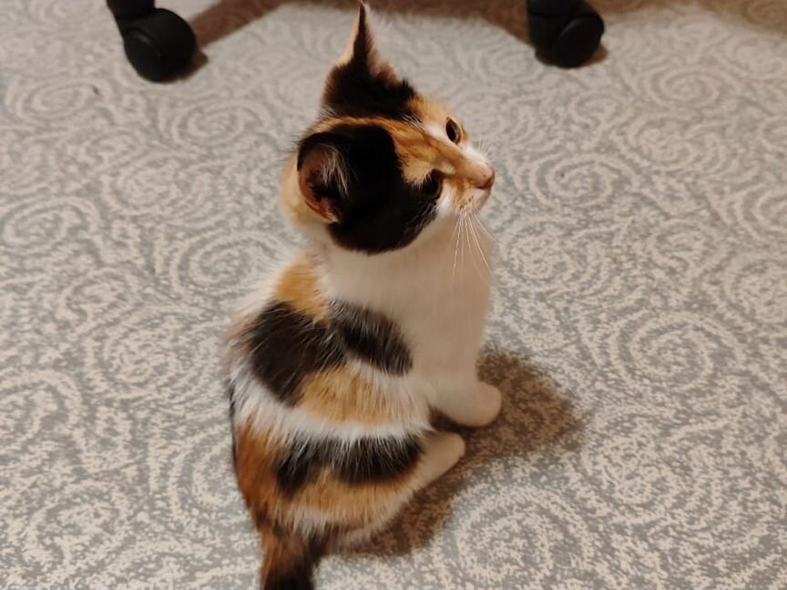 Котенок Мани