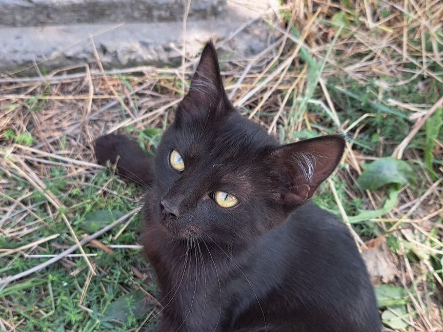 Котята в добрые руки бесплатно