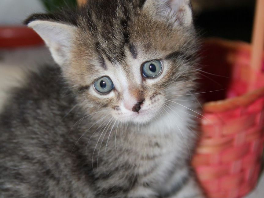 Маленькие котятки