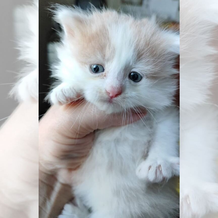 Котята в добрые руки бесплатно
