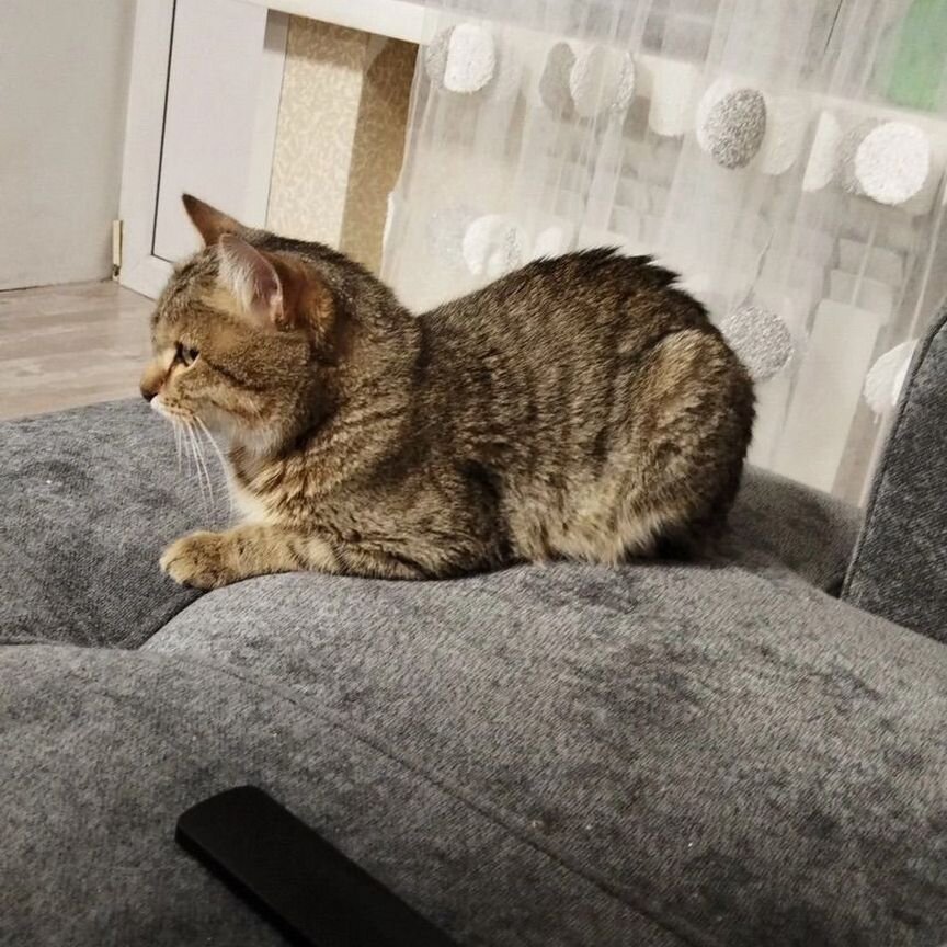 Кот в добрые руки