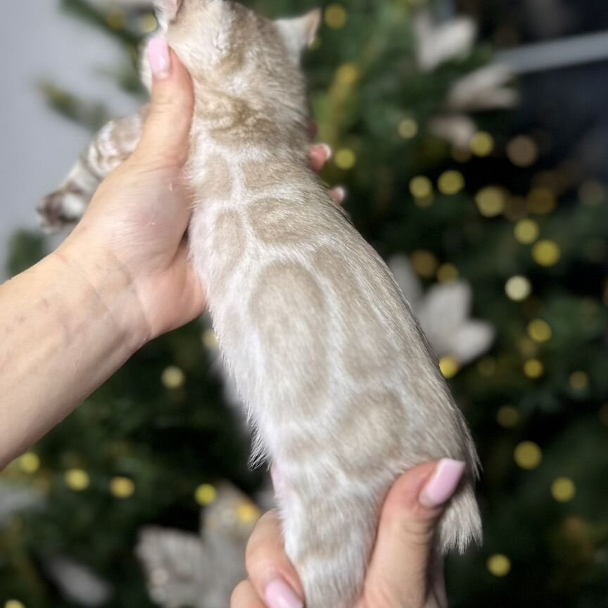 Мальчик от заводчика