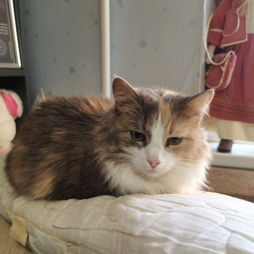 Подарите жизнь котейке