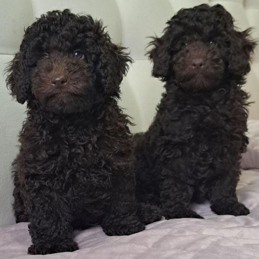 Миниатюрный пудель щенки шоколад