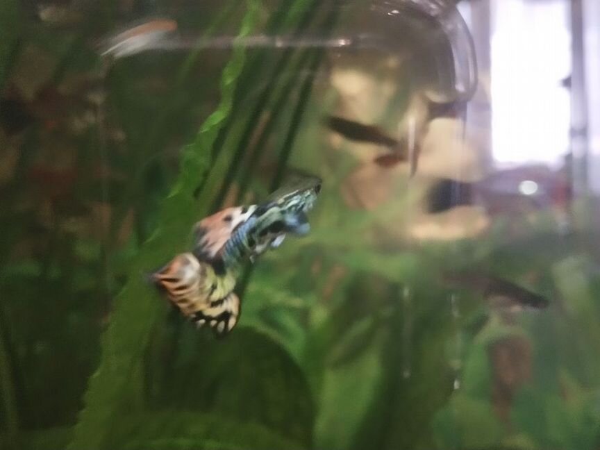 Гупешки и меченосцы