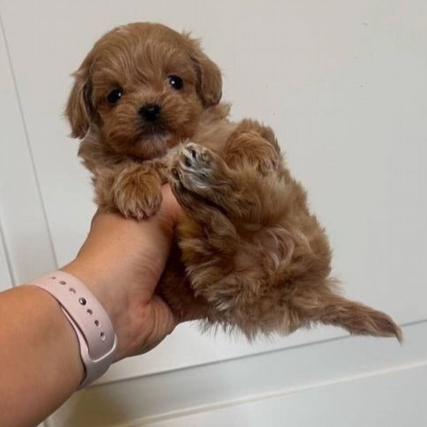 Микро мальтипу 1,5-1,8кг взрослый будет