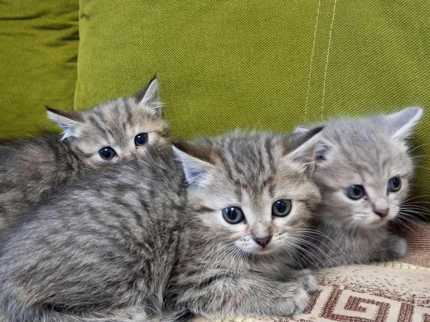 Полу британские золотистые шиншиллы