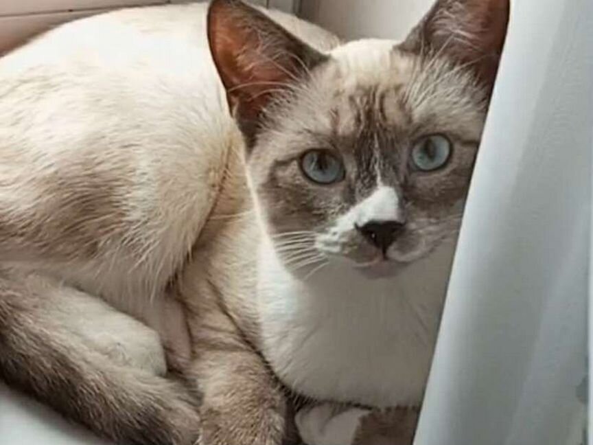 Кот