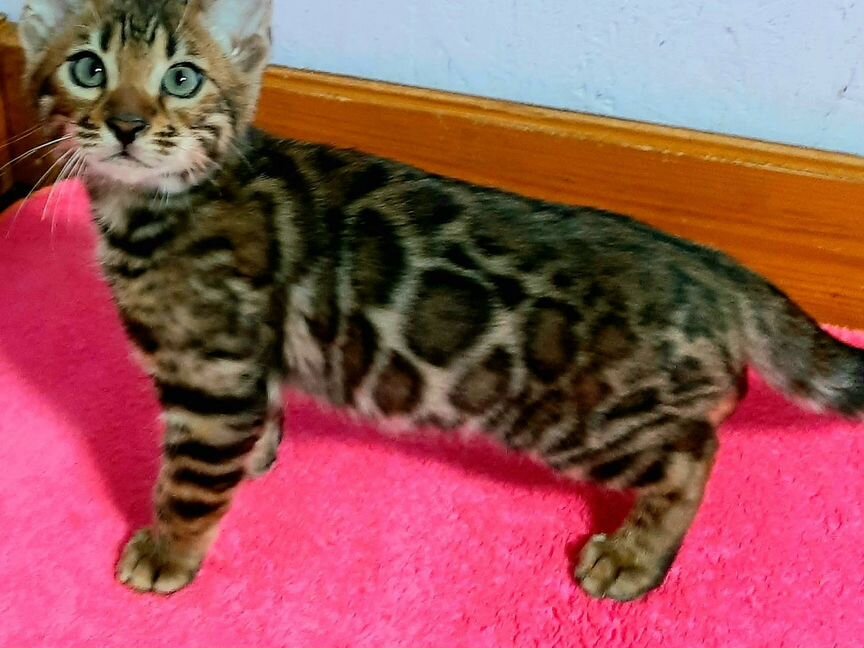 Бенгальские Элитные котята