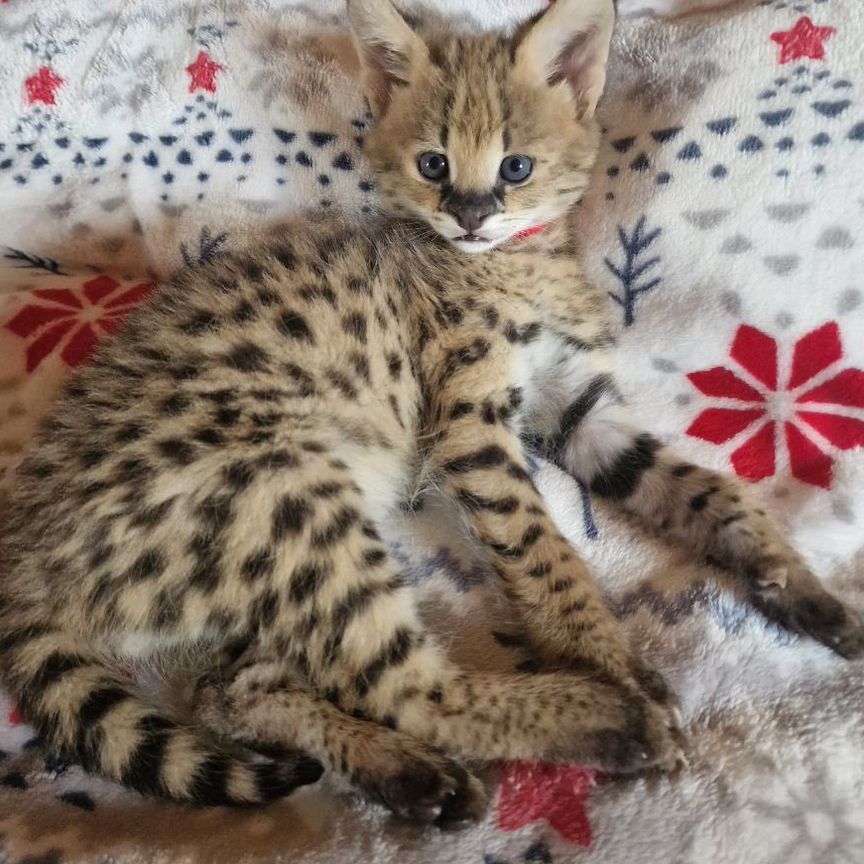 Саванна котёнок