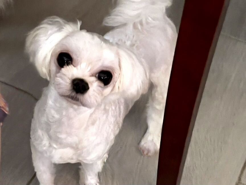 Мальтезе вязка