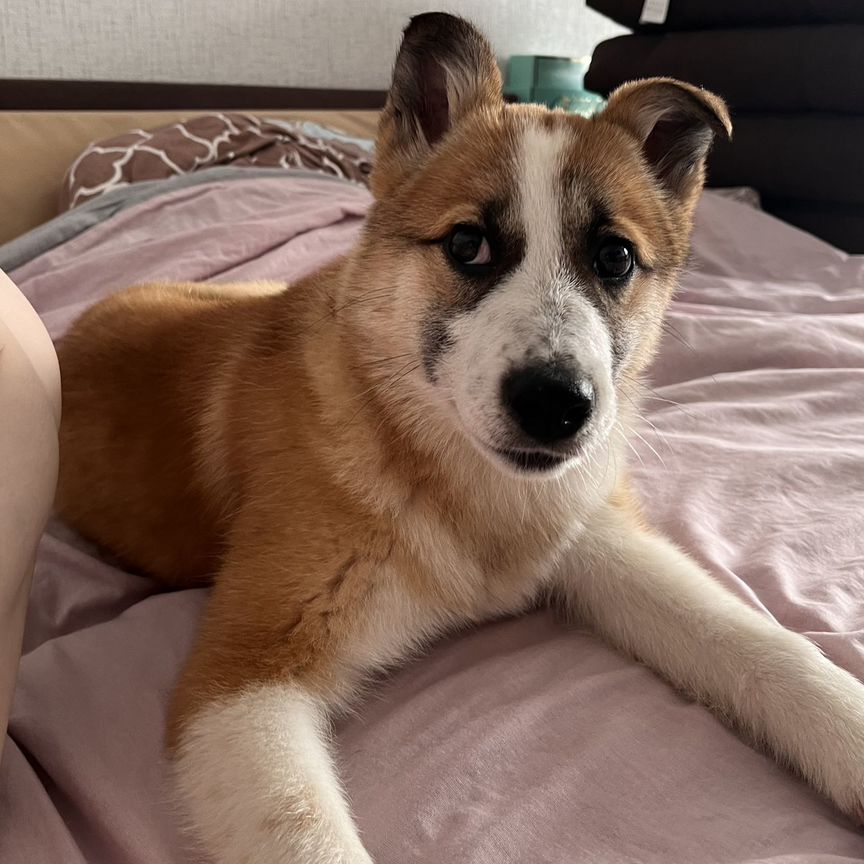 Западносибирская лайка, щенок