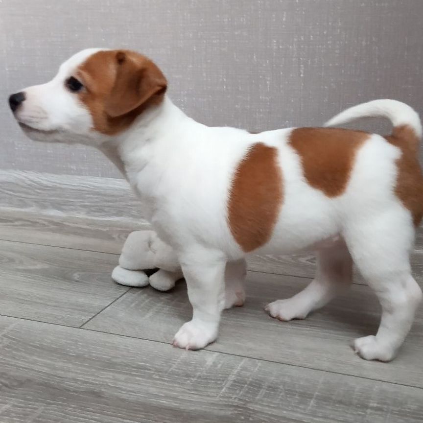 Джек-рассел-терьер, щенок