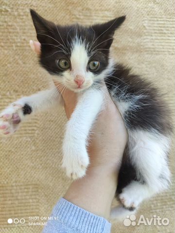 Котенок Марк 2 мес