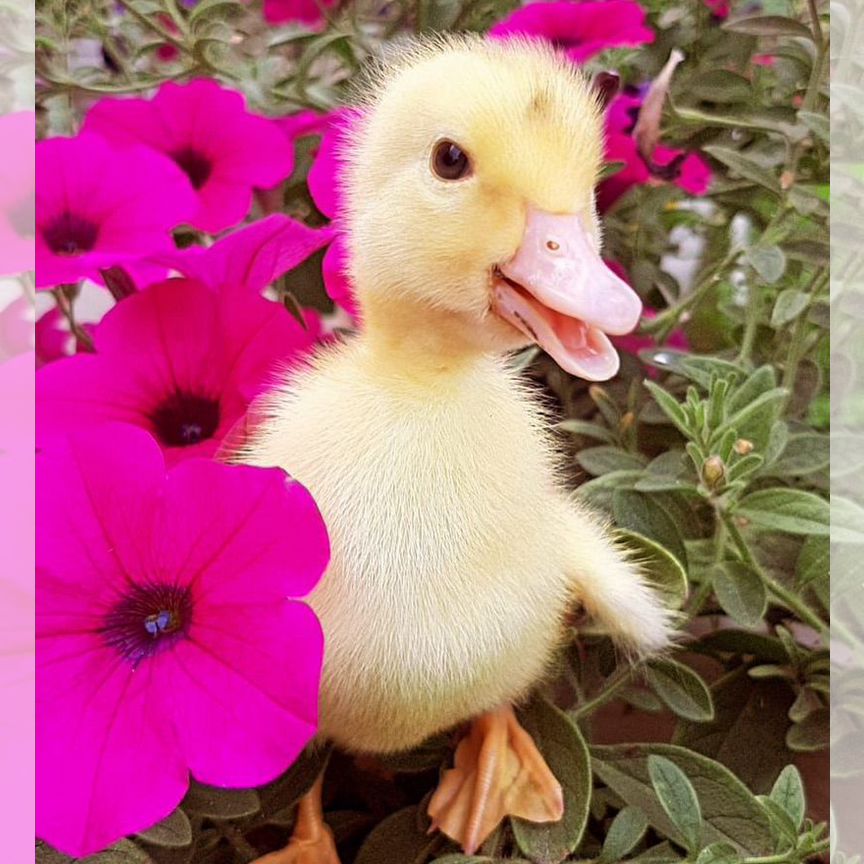 Мулард, ск 6