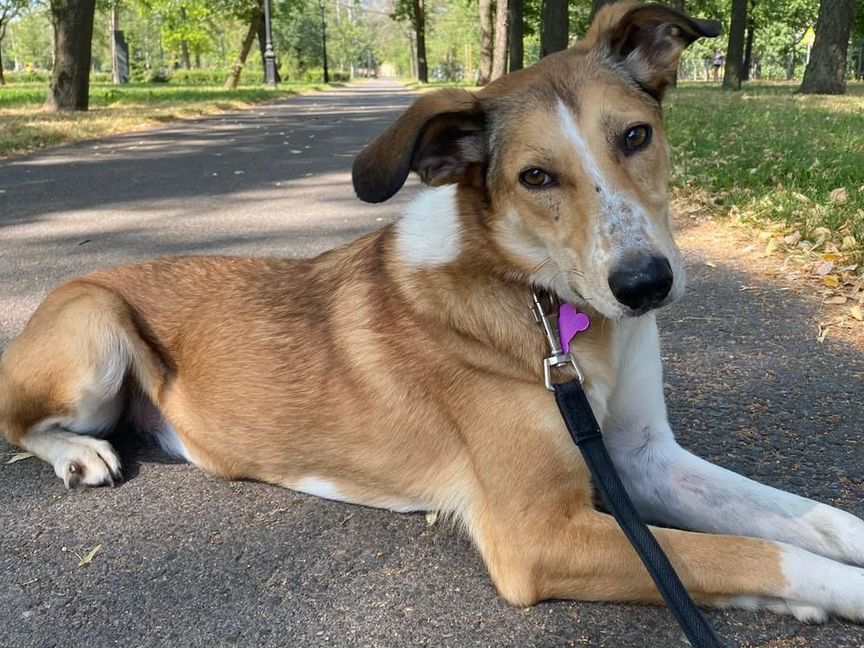 Прекрасная собака девочка