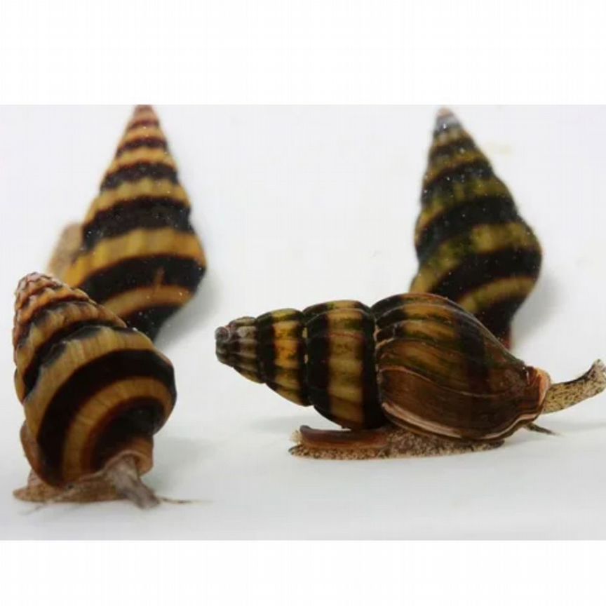 Улитка хелена