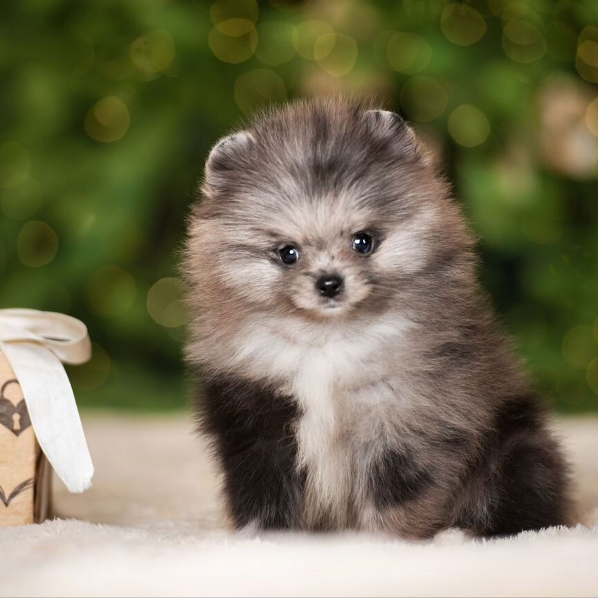 Померанский шпиц, щенок