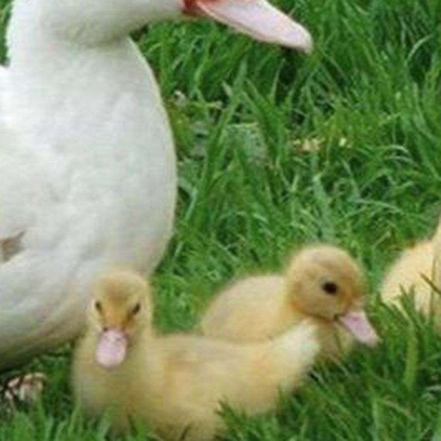 Индоутята тяжелой линии