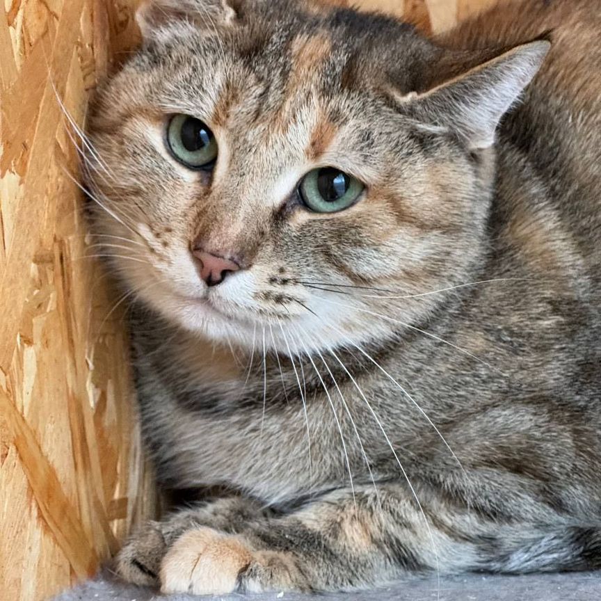 Кошка в добрые руки